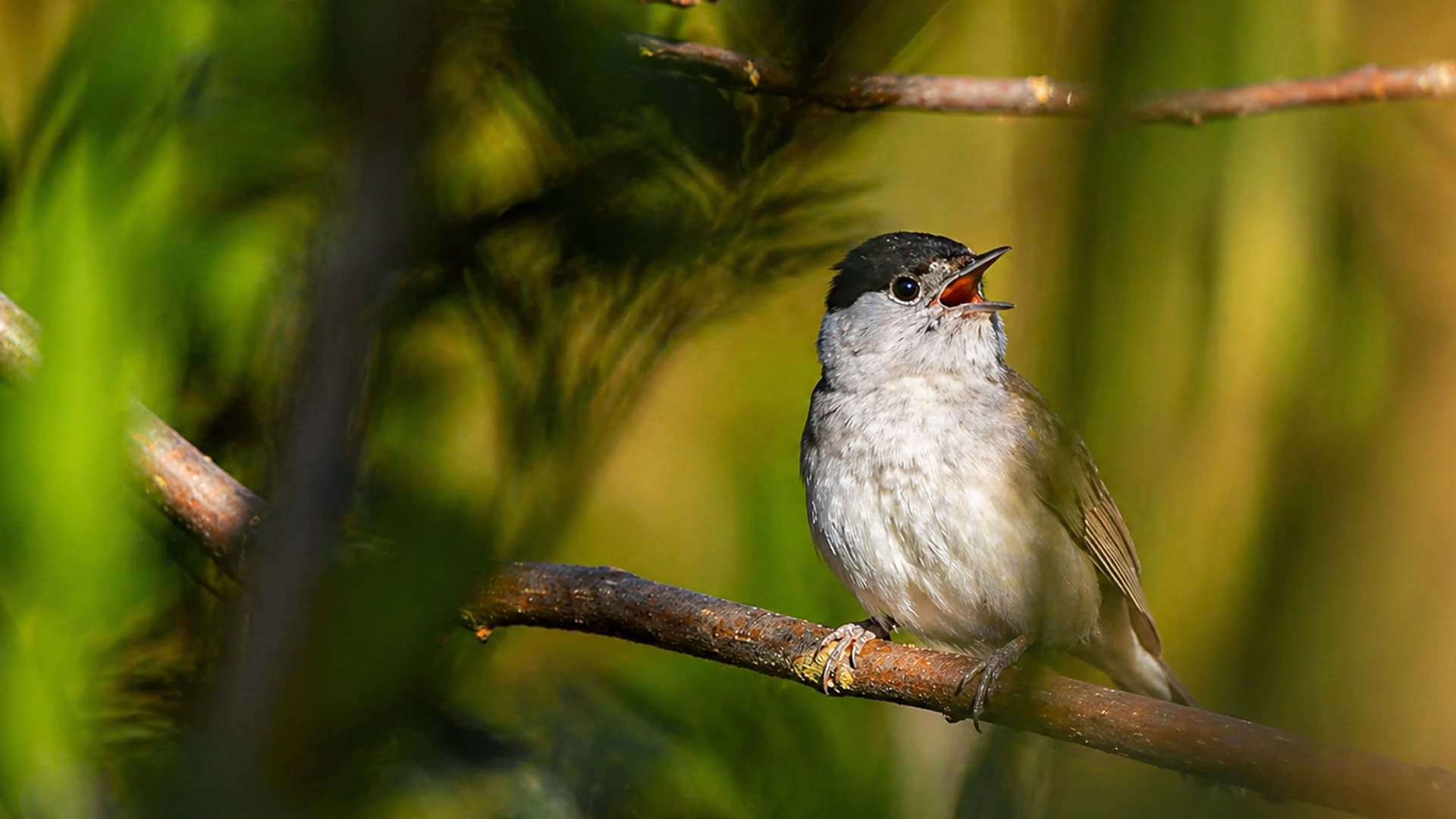 This tiny bird started singing - captured by a hidden camera