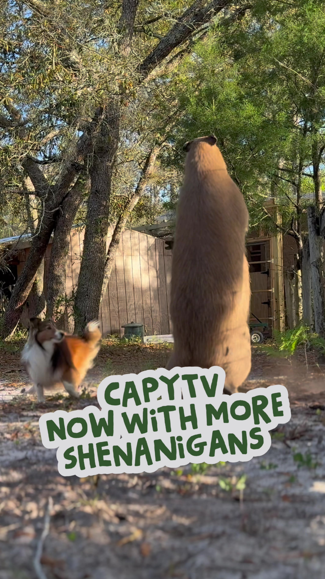 CapyTV eight hours of calm capybara moments worth watching