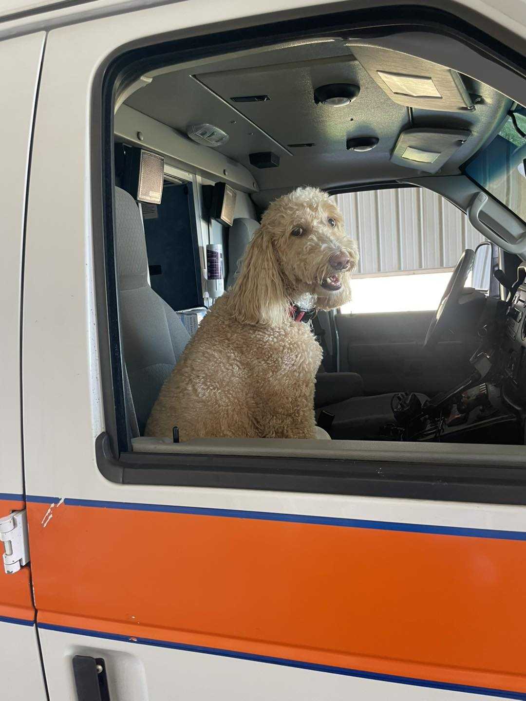 Shelby the AMR therapy dog helping Mississippians deal with trauma