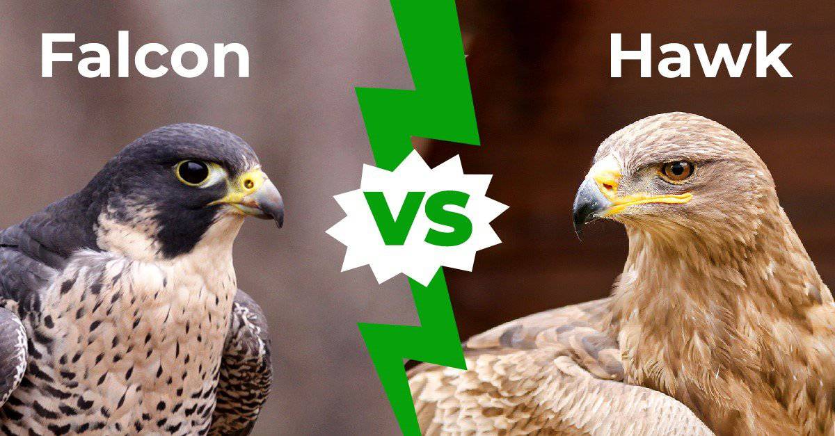 Falcon vs hawk: 8 key differences in size, speed, and hunting style