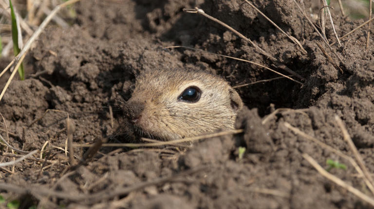 The best way to tell if the holes in your yard are from snakes or squirrels