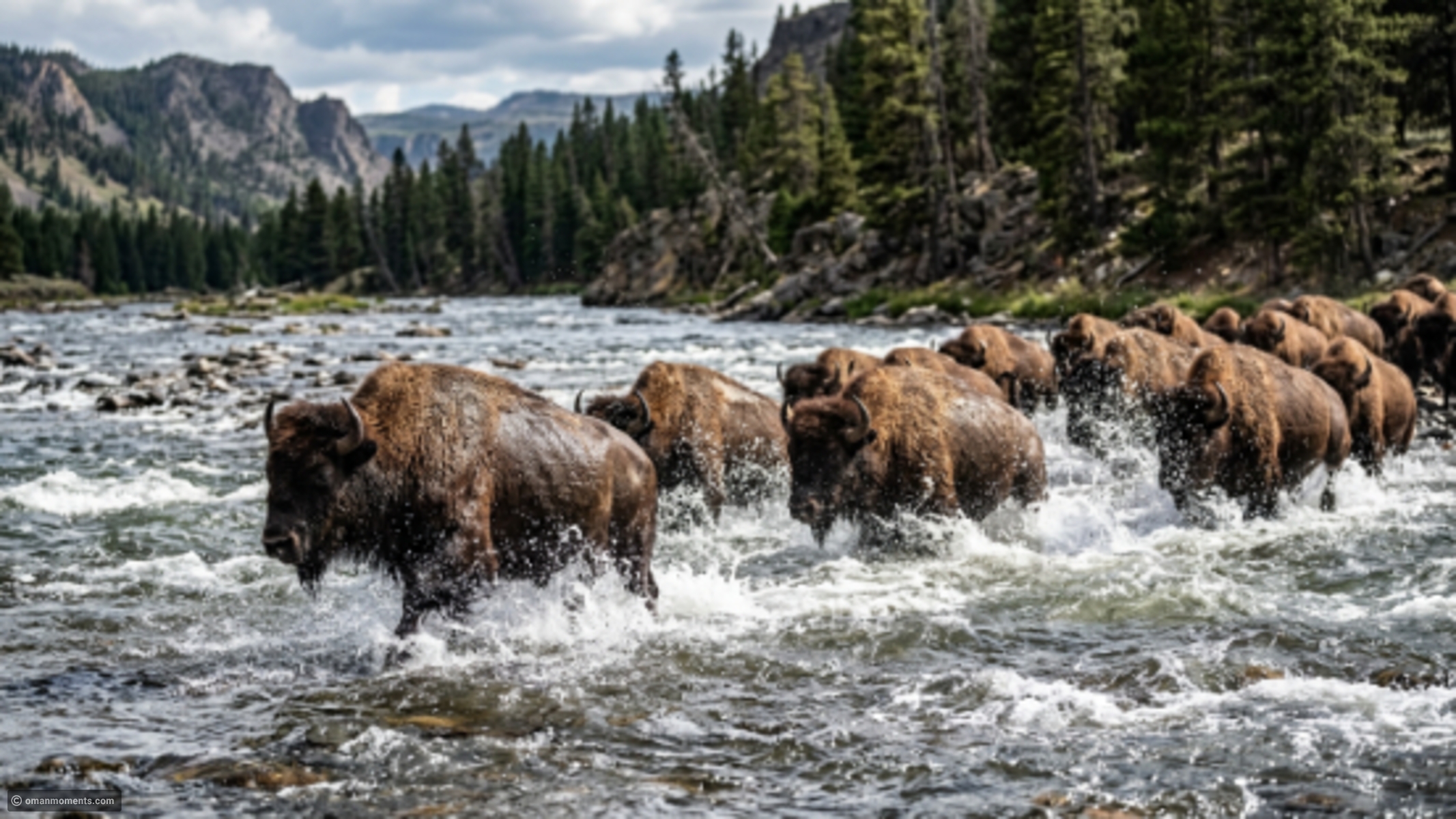 Interesting facts about the American bison