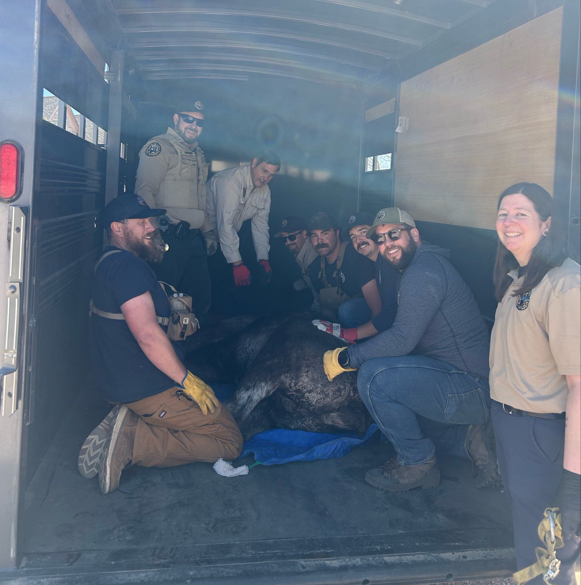Colorado Parks and Wildlife relocate moose from northern Colorado ...