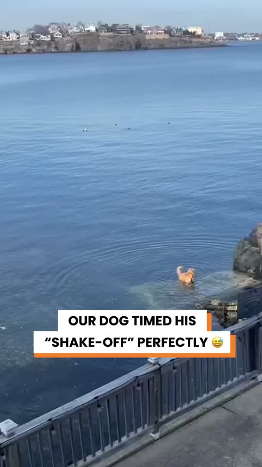 This dog is way too smart - and a little too sneaky