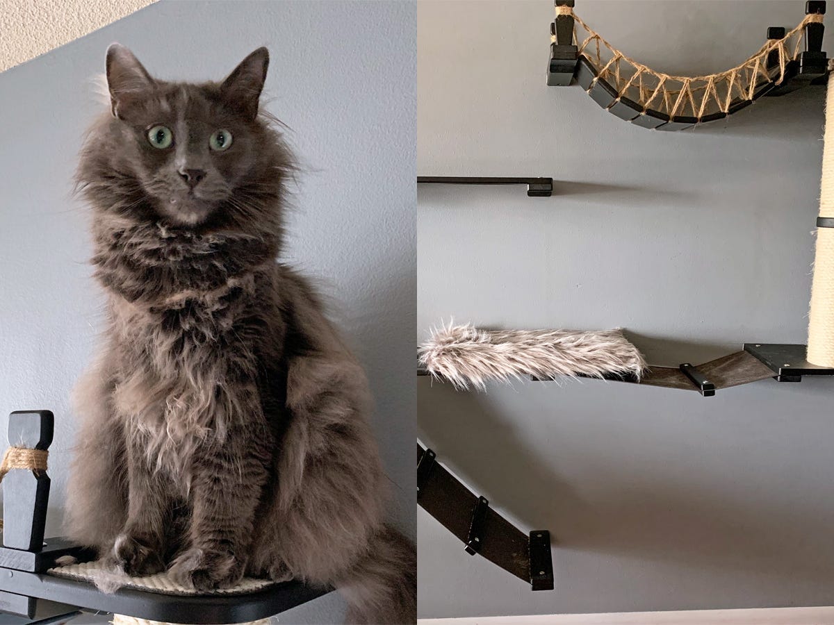 My cats are in love with this wall-mounted furniture that's basically ...