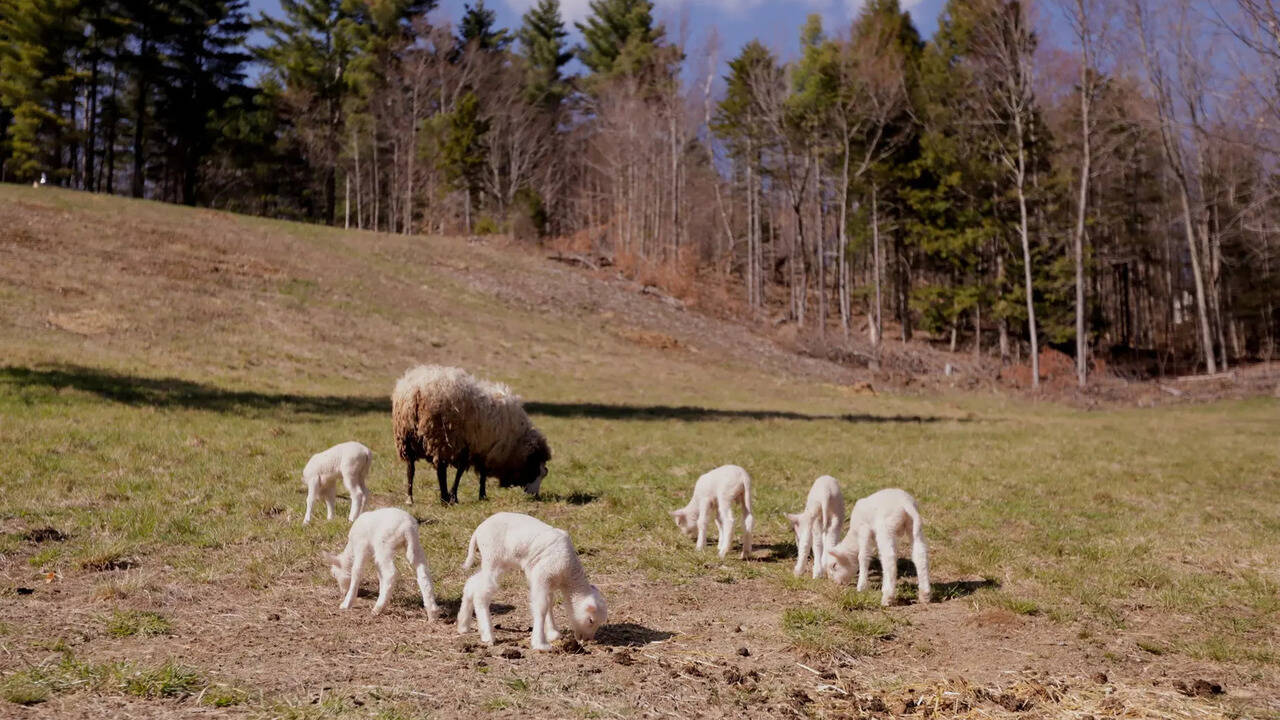 Vermont sheep gives birth to rare sextuplets at local farm