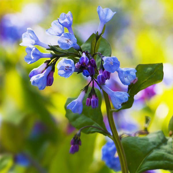 7 pretty self-seeding flowers that will quietly fill gaps and bare ...