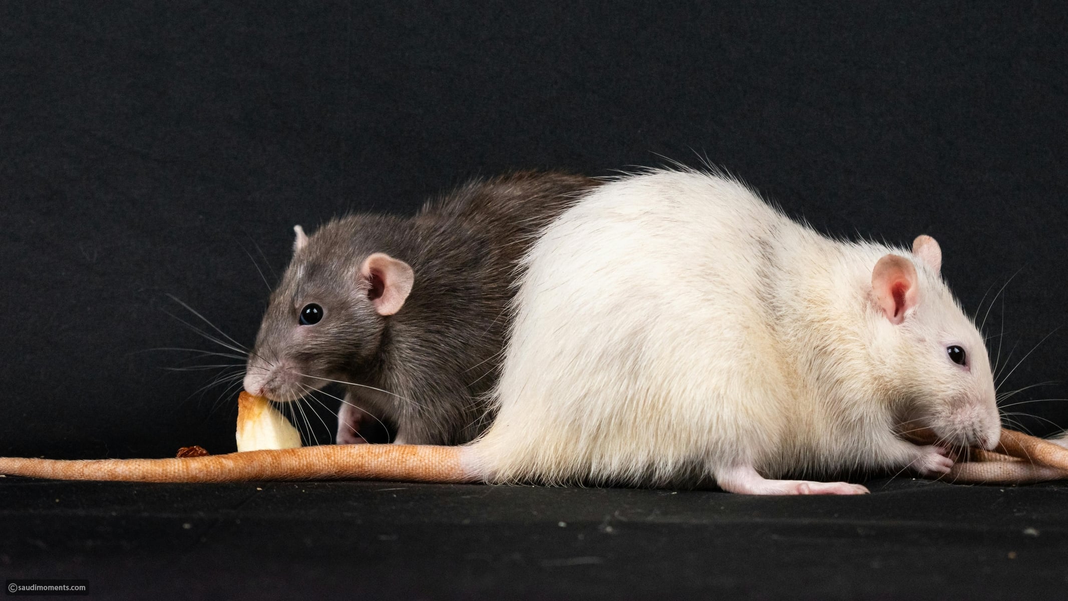 10 animals that turned Earth’s worst conditions into their habitat