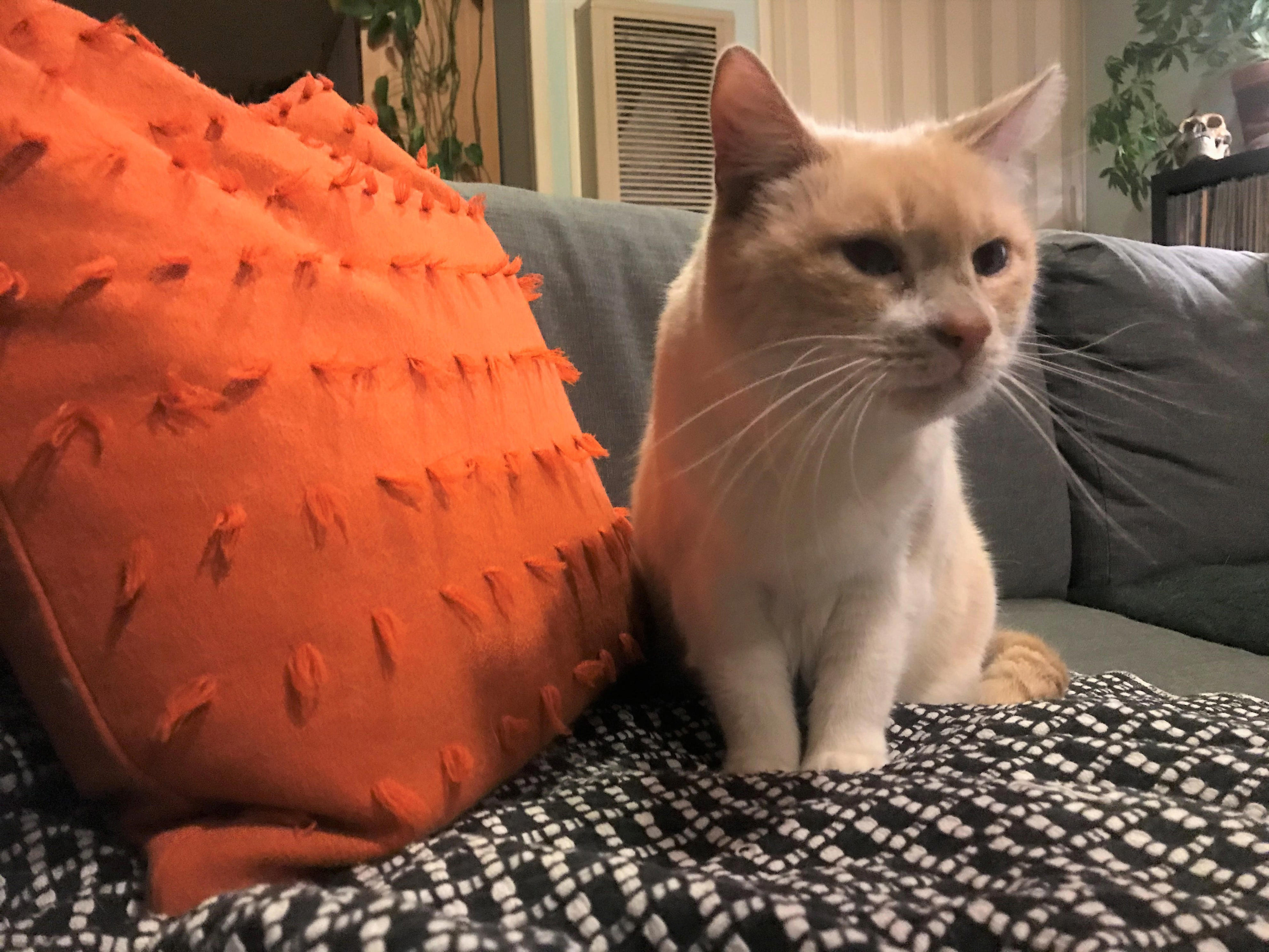 How to introduce your new dog to a cat, according to a professional dog ...