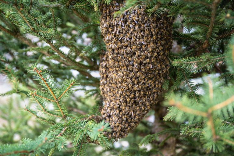 The bee swarms in Israel are stirring ancient questions — omen ...