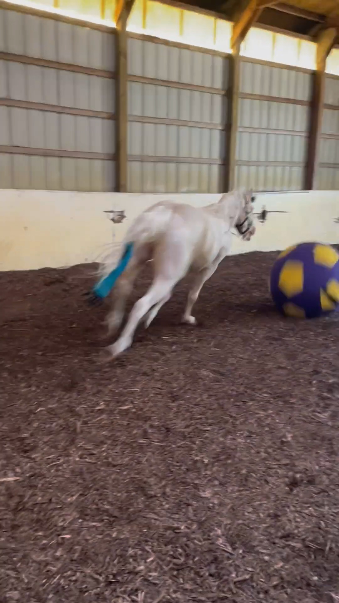 Horse enjoys playtime with favorite ball