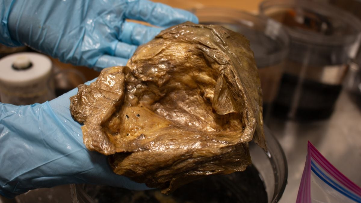 Cette intrigante sphère dorée découverte au fond de l'océan en Alaska a ...