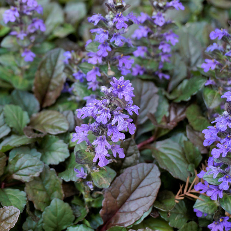 6 beautiful plants that stop weeds from taking over your garden beds