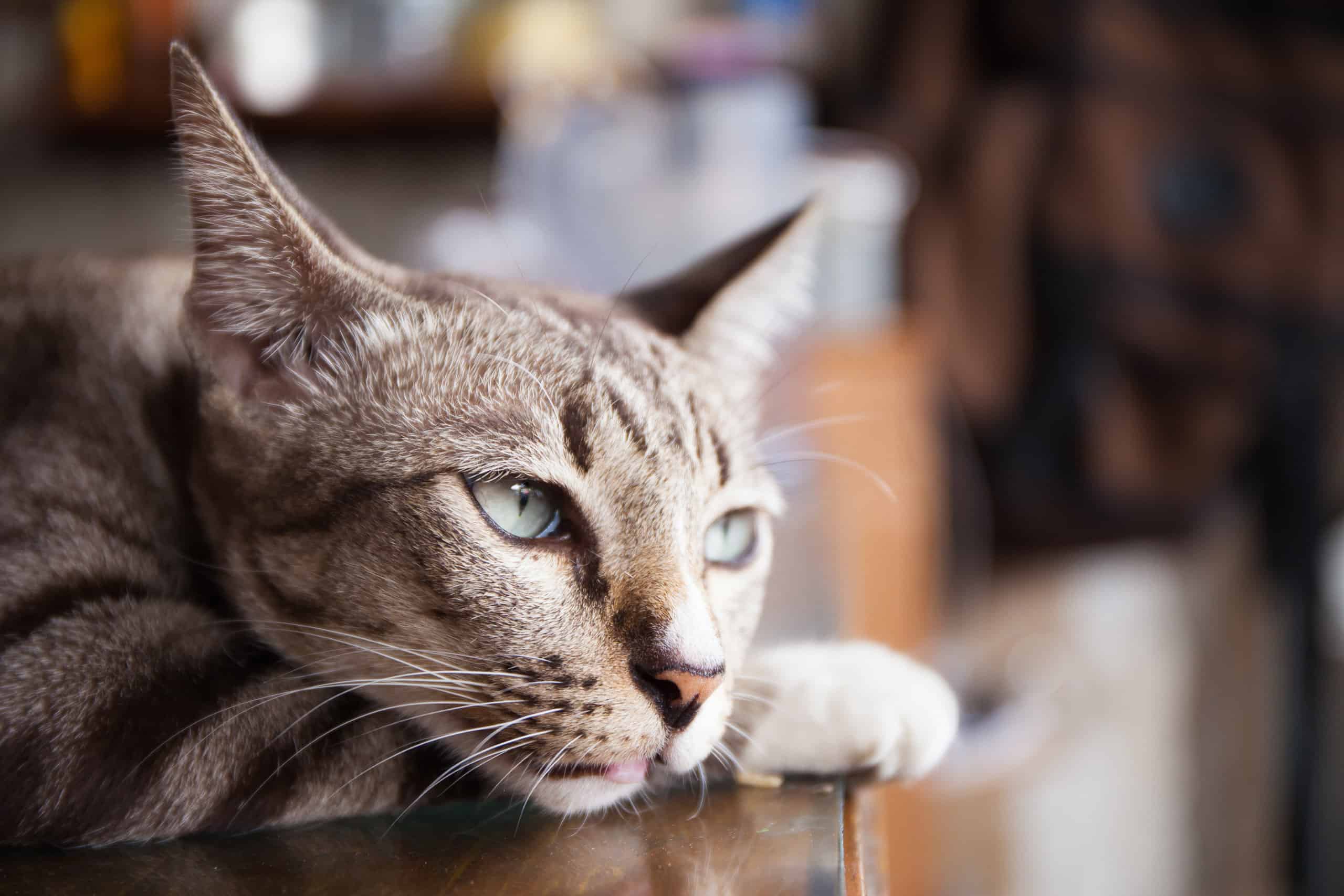 Study finds cats show signs of grief after losing a companion