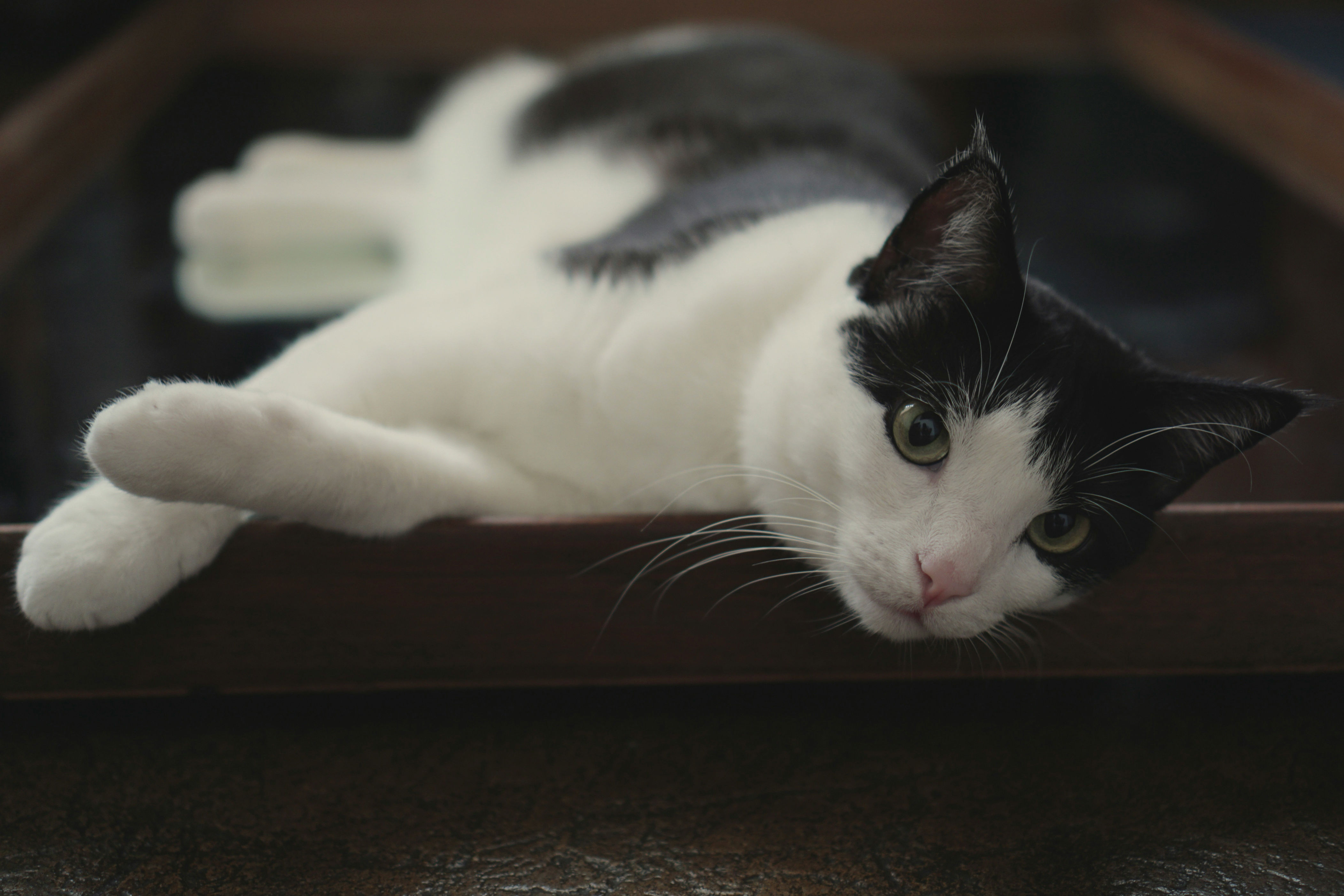 9 redenen waarom katten de beste dieren zijn