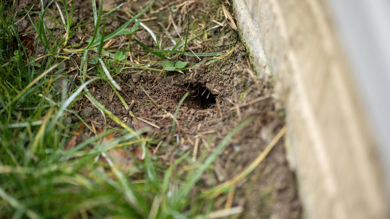 The best way to tell if the holes in your yard are from snakes or squirrels