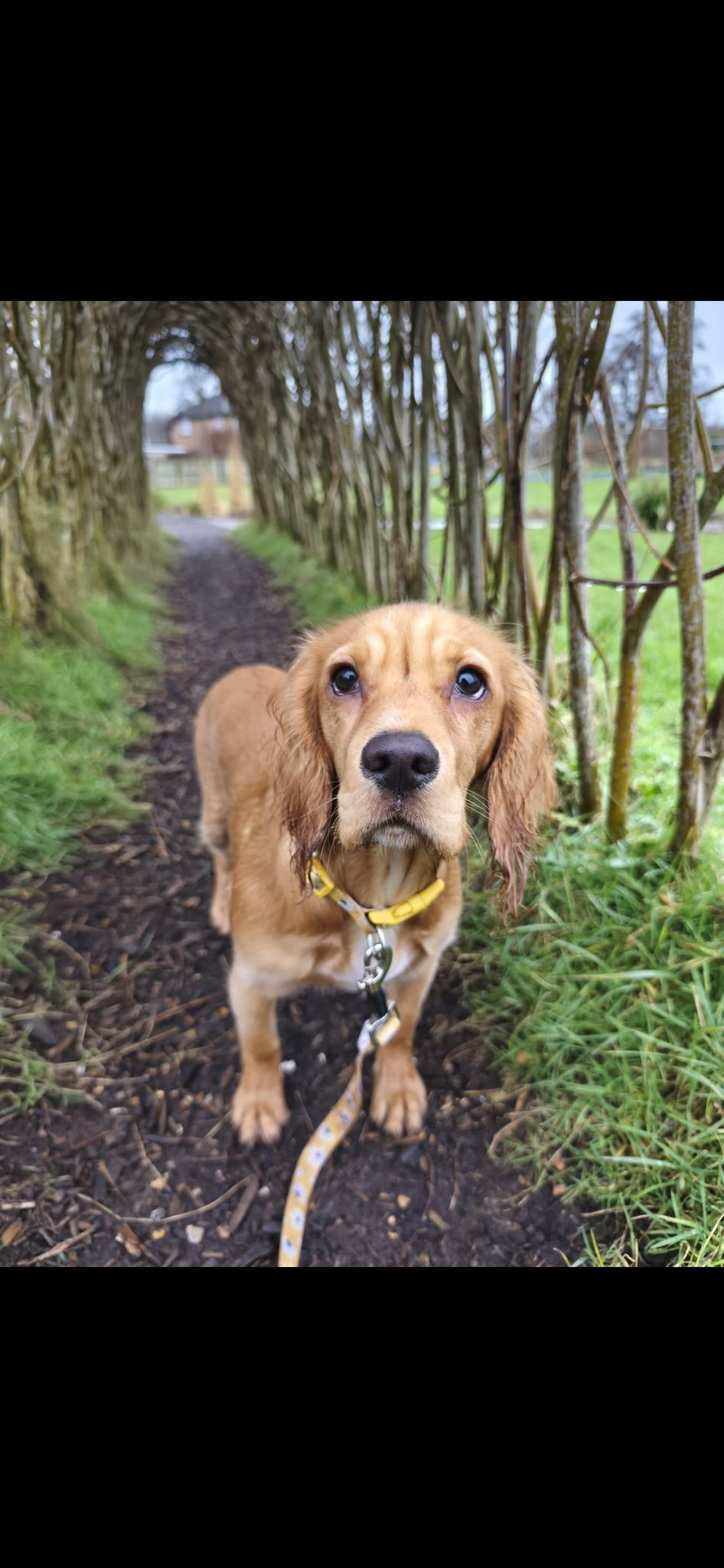 We need to clear up some confusion - broken owner of missing dog Mabel ...