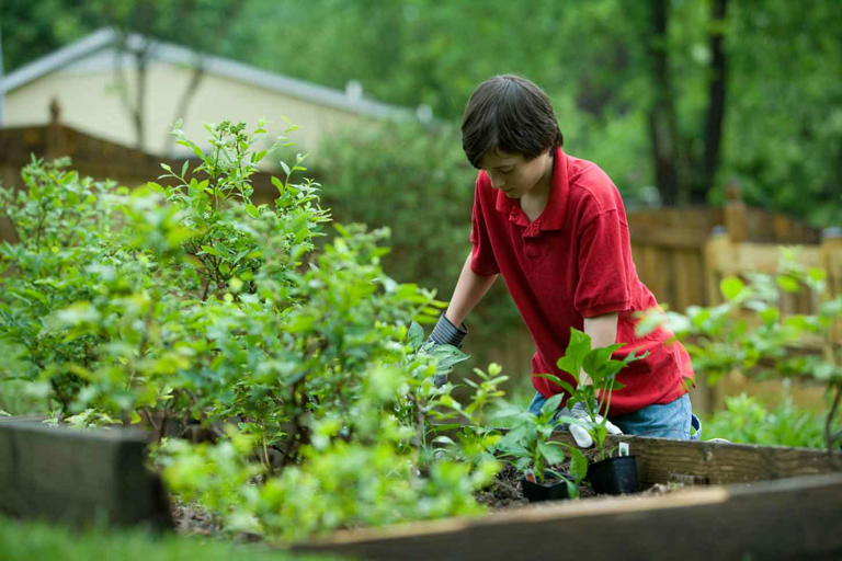 School gardens lead to more positive attitudes about the environment ...