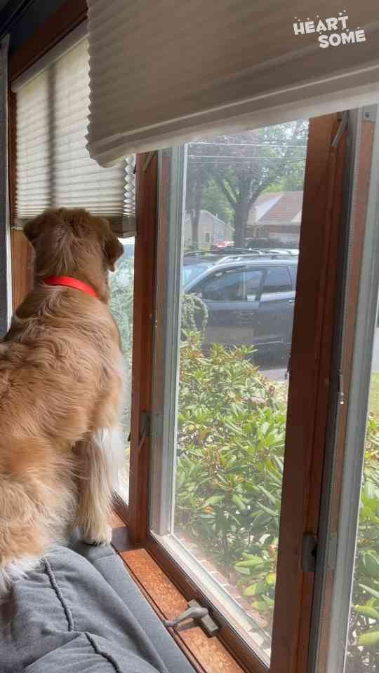 Adorable dog meets new baby brother for the first time