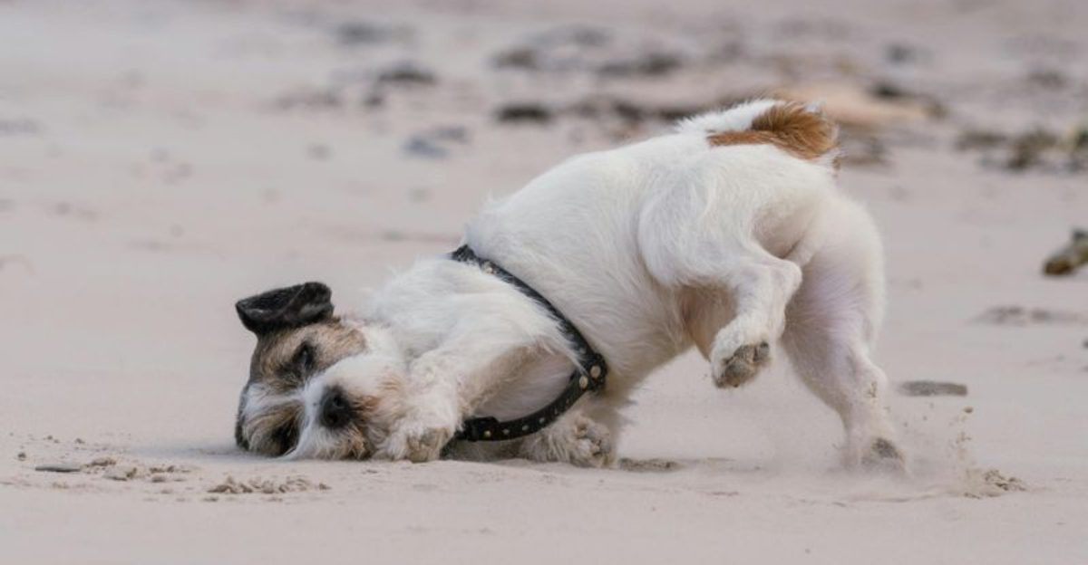 14 dog breeds you should never trust off-leash – no matter how well ...