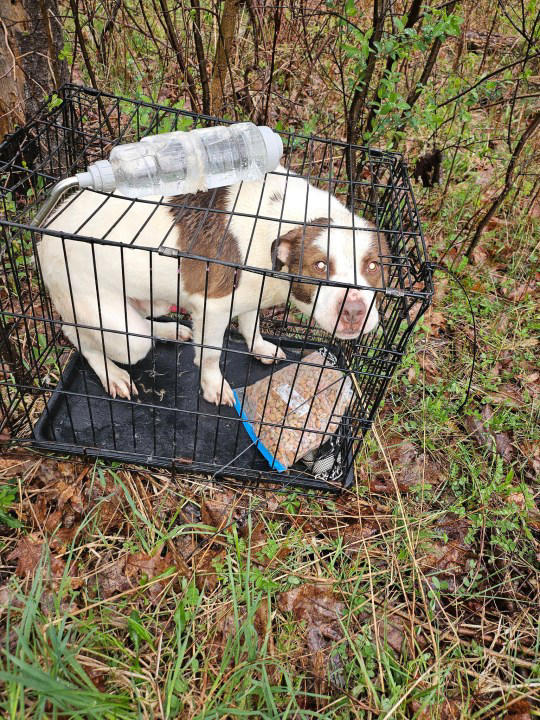 Reward offered for information on dog abandonment cases in Chemung County