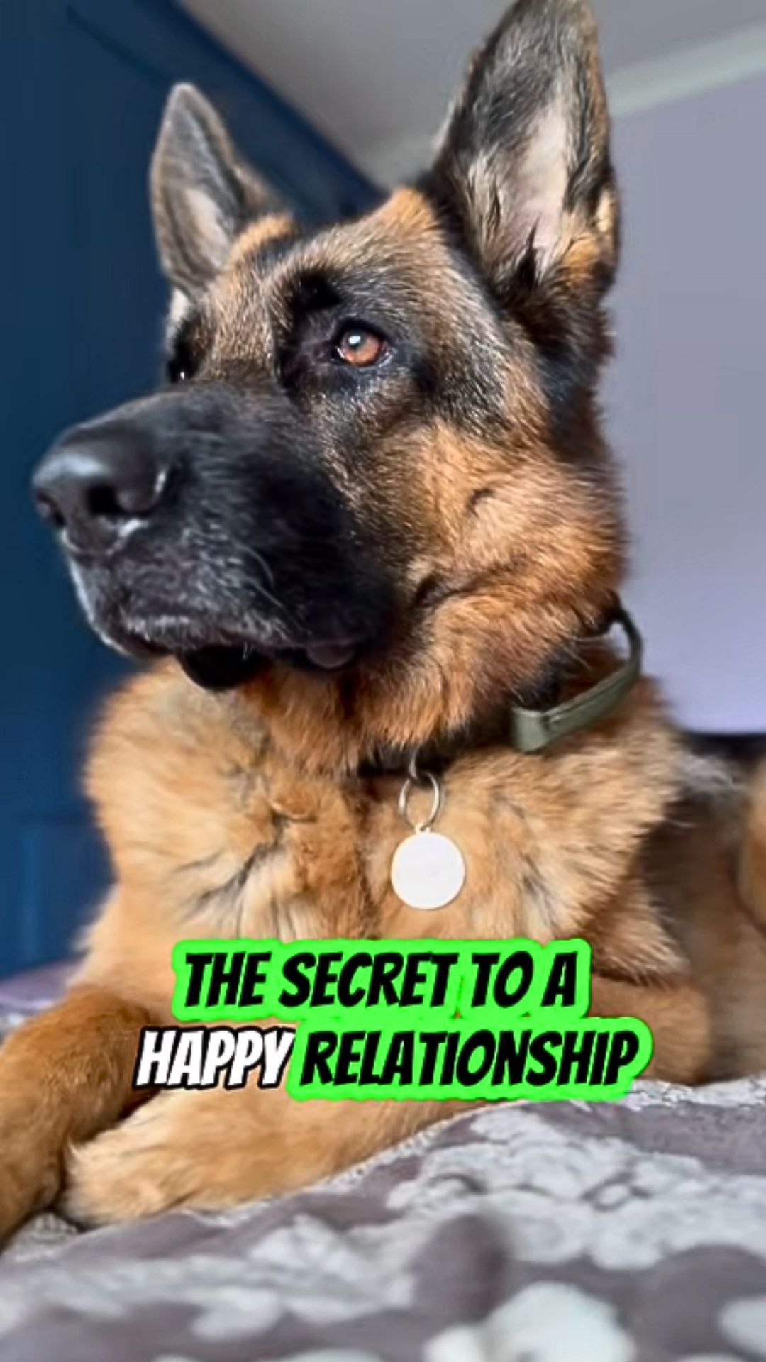 Marriage advice from Cooper the German shepherd