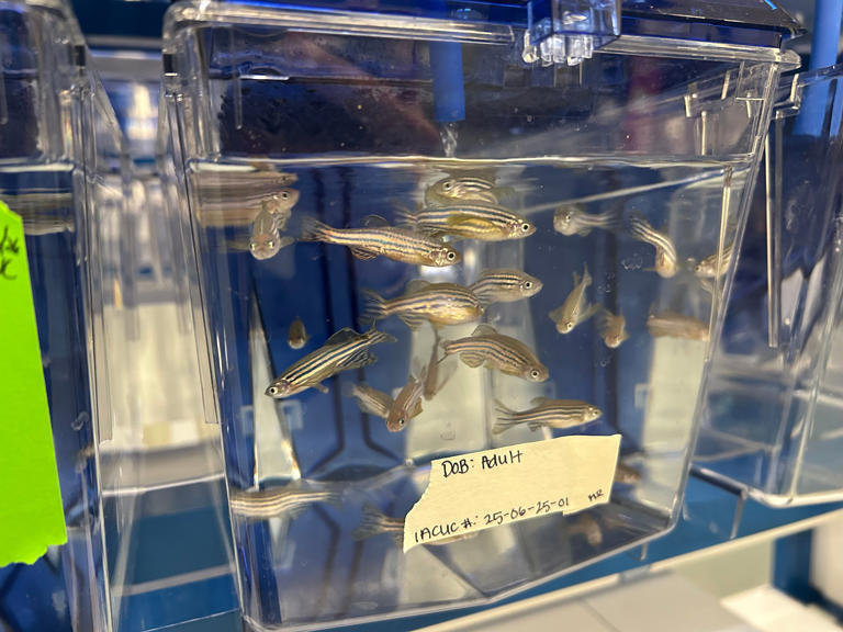 Zebrafish facility at UC to study the effect of pollution on human ...