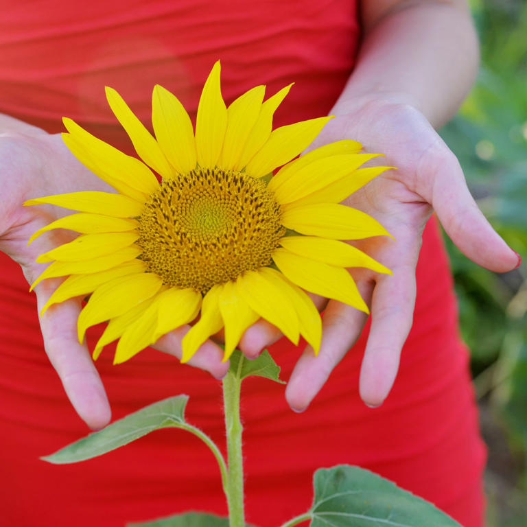 These 5 sense-soothing garden plants are almost as good as therapy ...