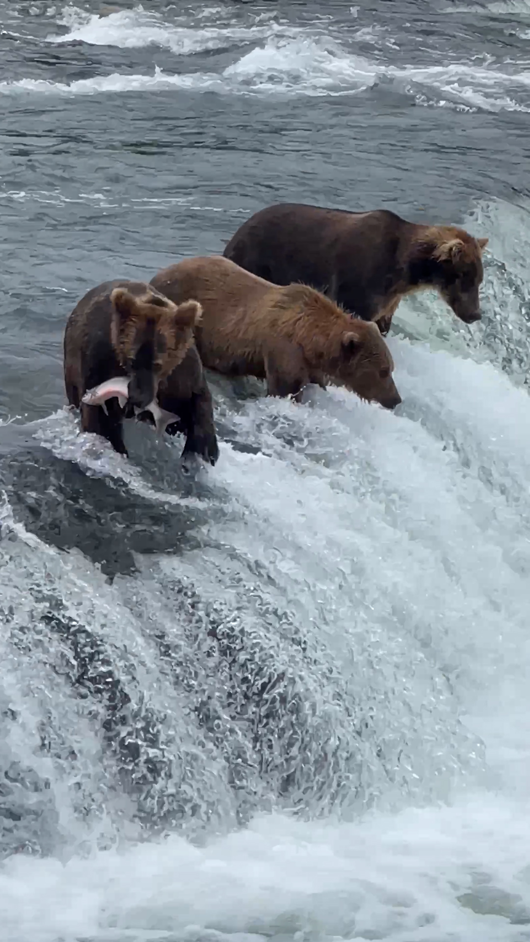 Bears catch fish in river during feeding moment