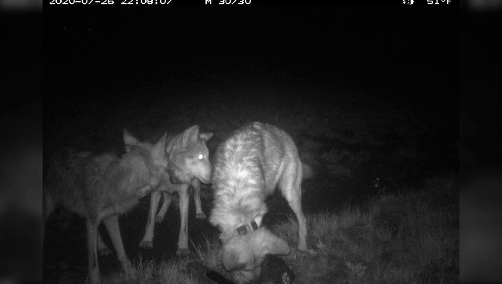 7 rival species wolves keep forcing to adapt