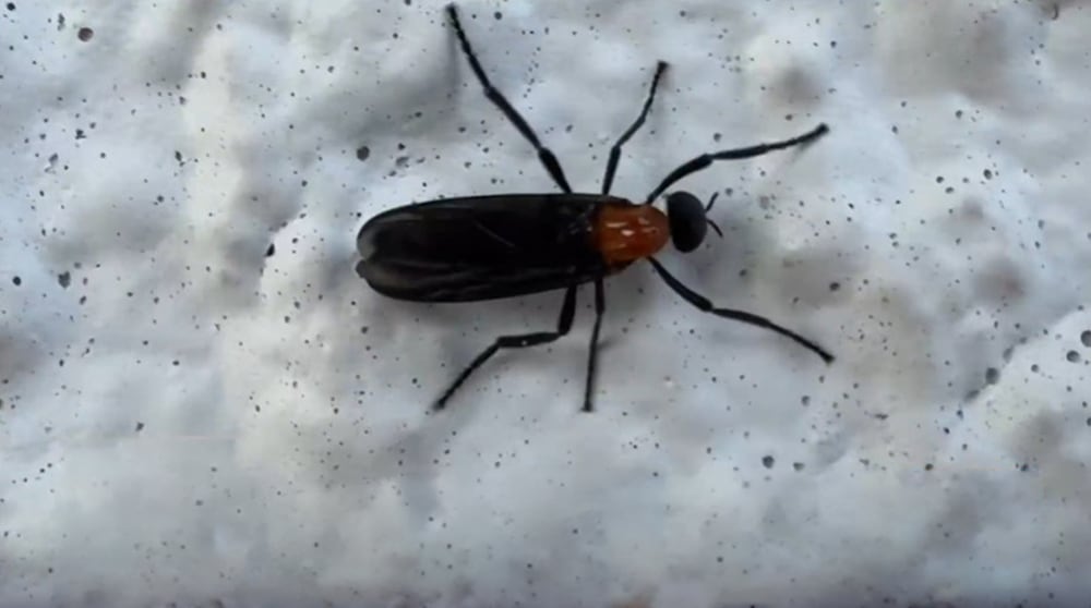 The hidden trigger behind 'Love Bug' season