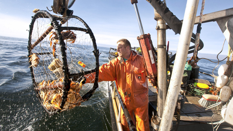 What makes Dungeness crab unique