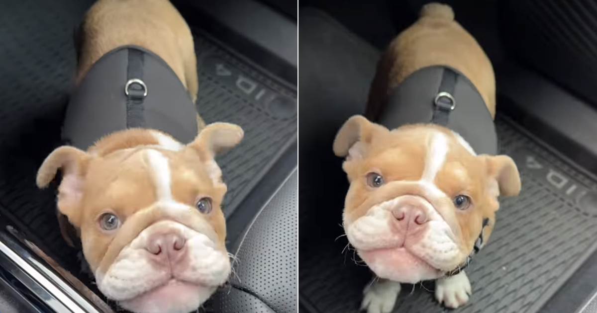 Puppy tries to express her thoughts in undeniably cute voice