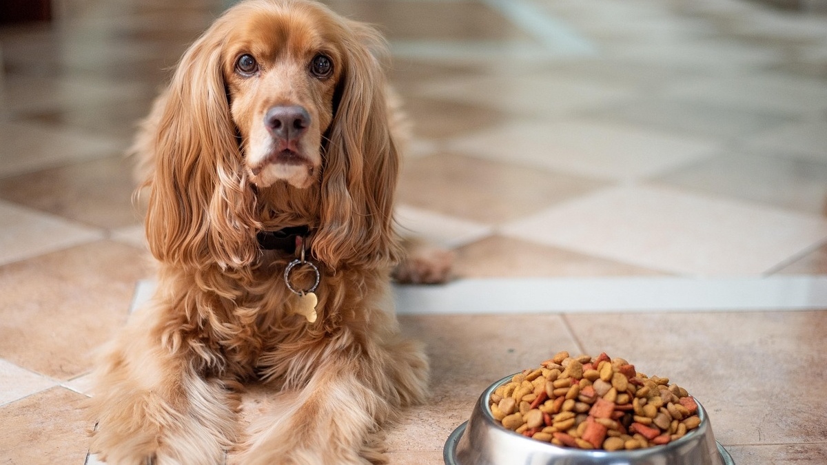 The best dog foods according to veterinarians (2026)
