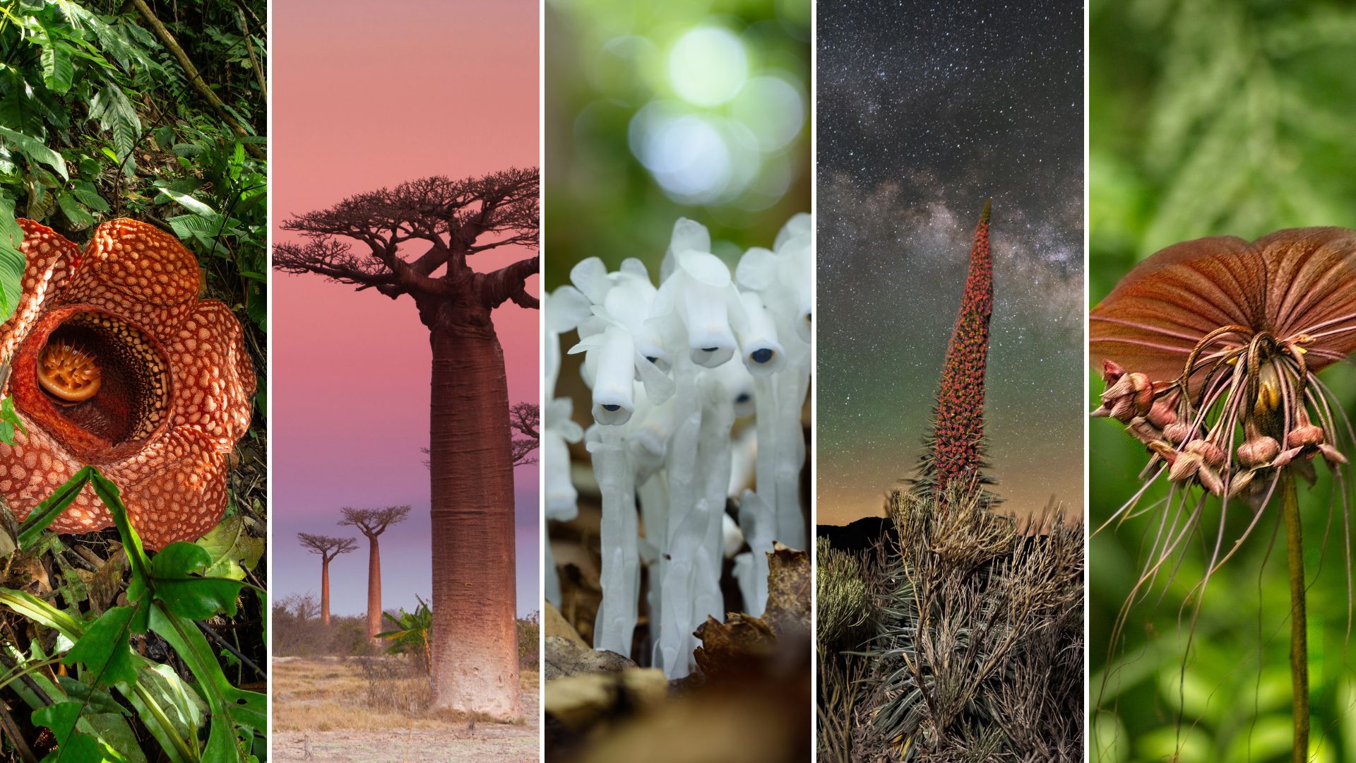 Places where you can find the world's most impressive plant life