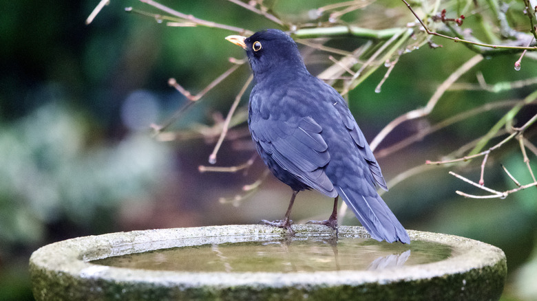 The solar powered Amazon find that'll make your bird bath more appealing