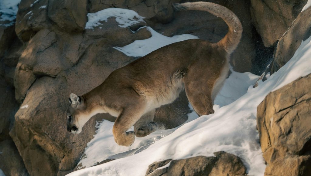 7 rival species wolves keep forcing to adapt