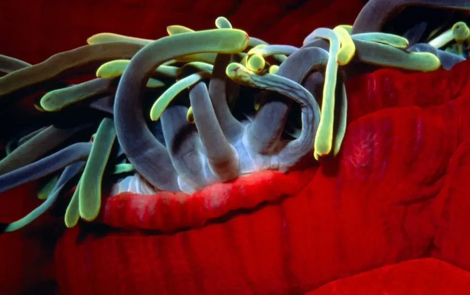 Scientists solve mystery of deep-sea 'golden orb' after 2 years