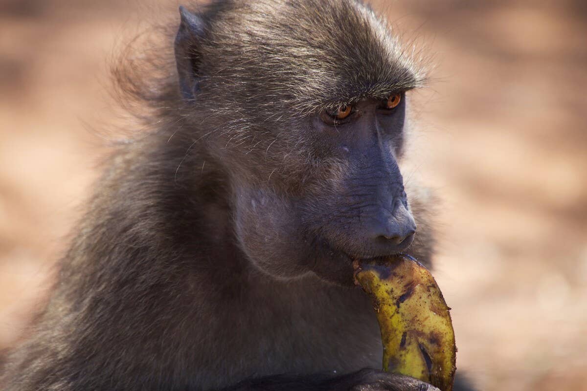 Baboon steals bananas in hilarious apartment heist video