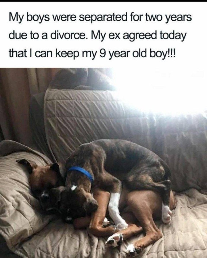 22 wholesome dog memes perfectly capable of calming your burnt out brain