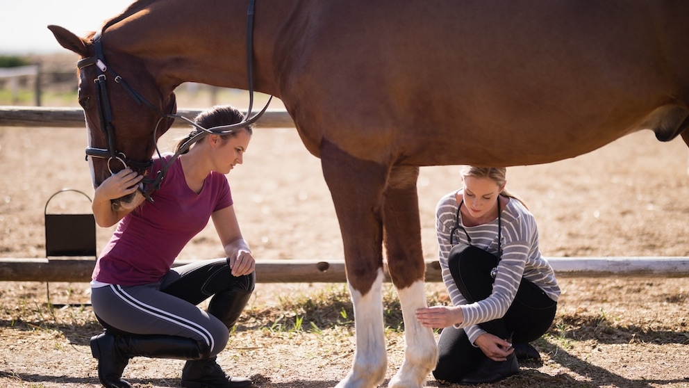 Why is my horse lame?