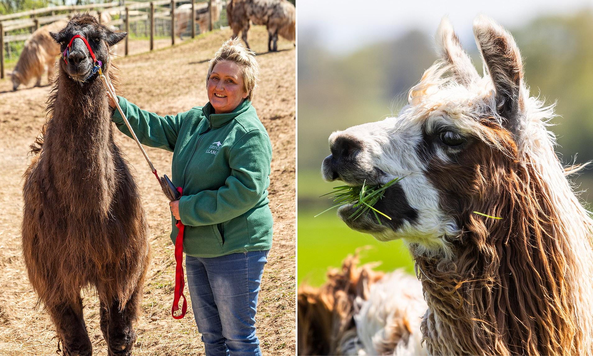 Seven llamas are culled after TB outbreak at 'trekking and therapy' farm