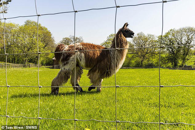 Seven llamas are culled after TB outbreak at 'trekking and therapy' farm