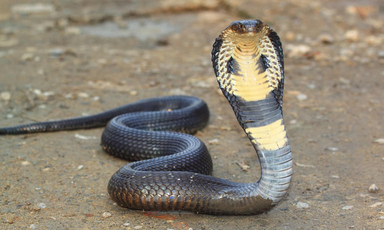 Tourist dies after 'cobra' bites him when snake charmer lets it crawl ...