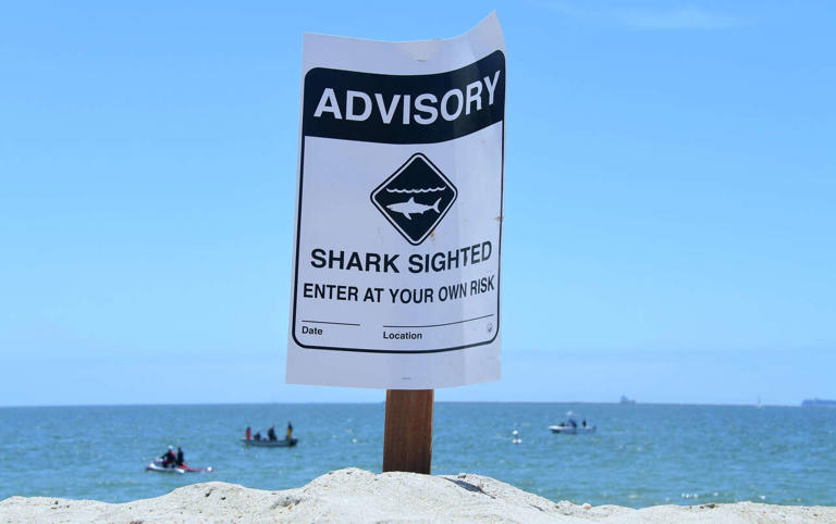 California's super warm water is driving unusual shark behavior