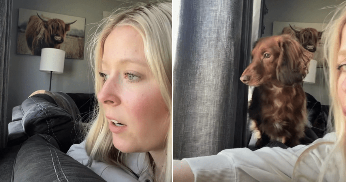 Dog immediately joins owner to inspect who was outside