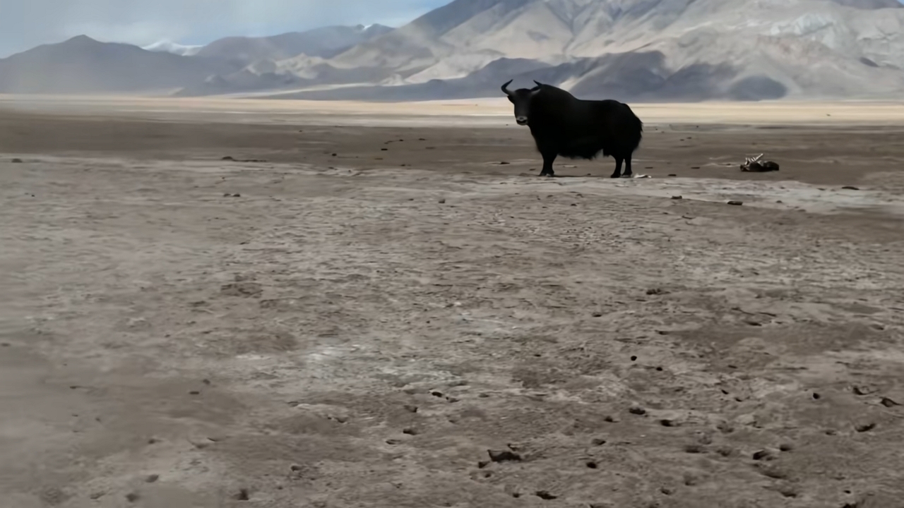 Wild yak charges at car in Gansu, China