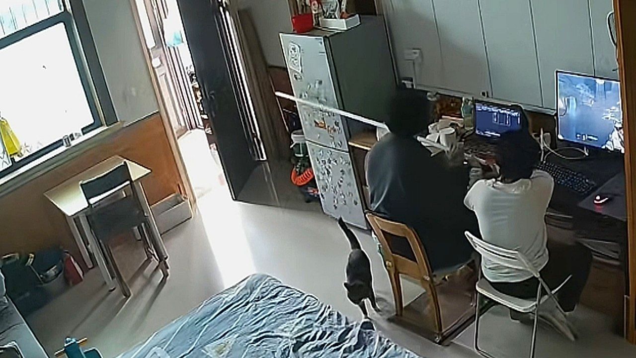 Cat sparks clever indoor standoff after neighborhood complaints