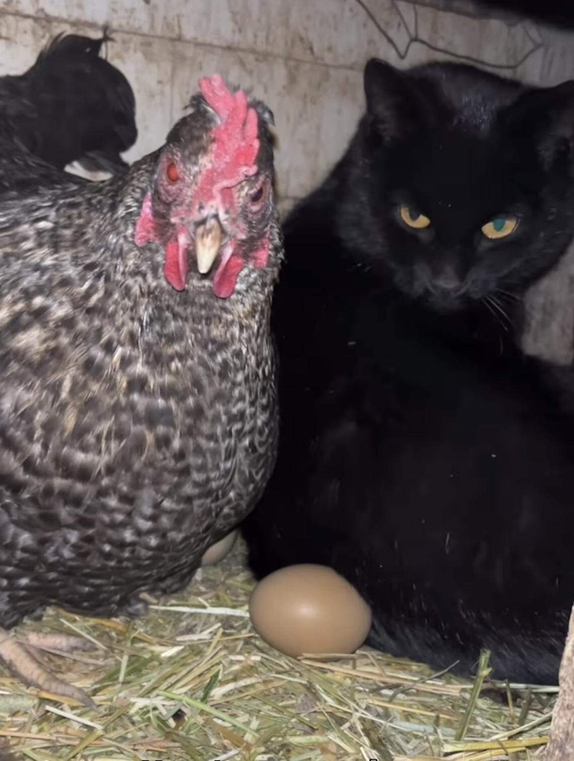 A cat gave birth in a chicken coop. Then the hens sat on her newborn ...