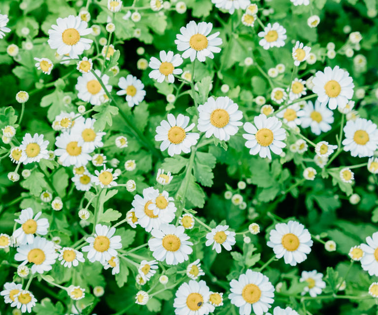 Tired of your lawn? These 7 ground covers create a living carpet of color